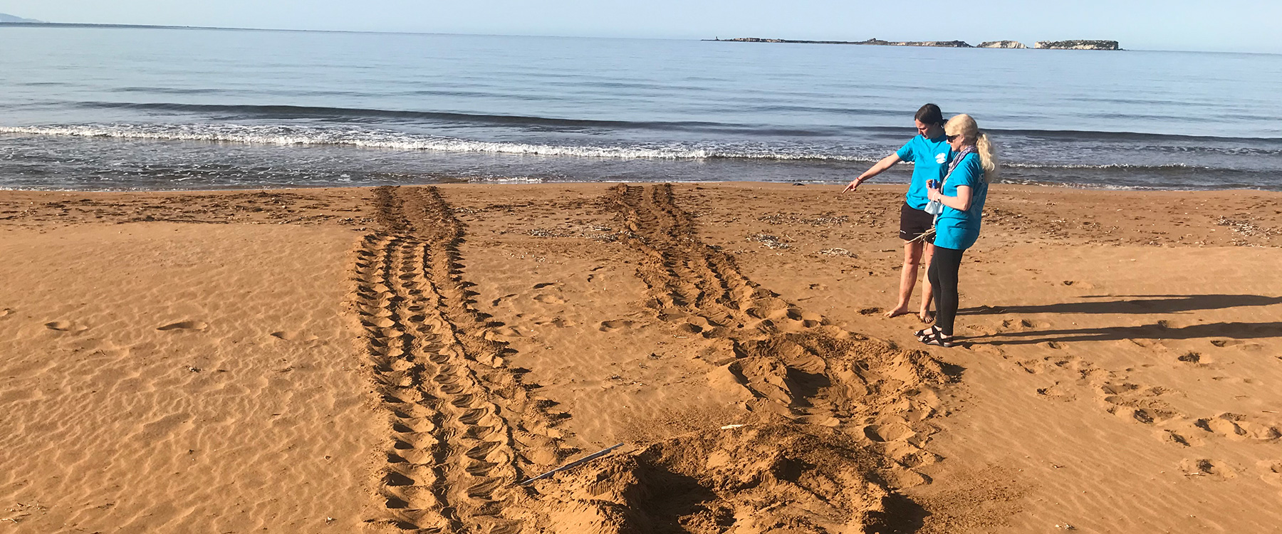 Sea Turtle Conservation FAQ - Wildlife Sense